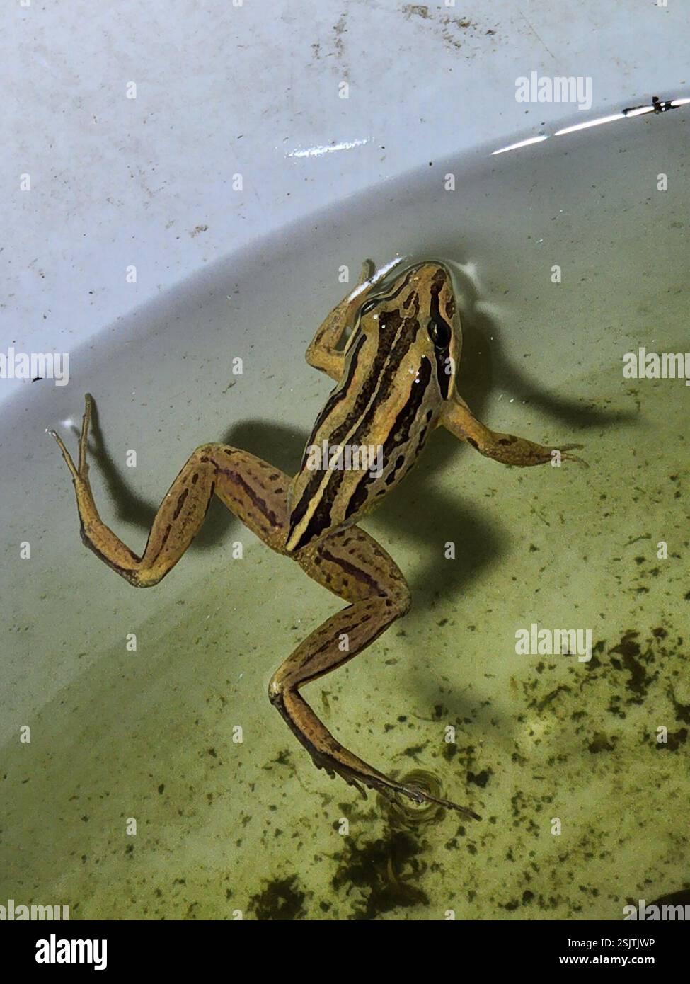Striped Marsh Frog (Limnodynastes peronii), Amphibia, Bouldercombe QLD ...