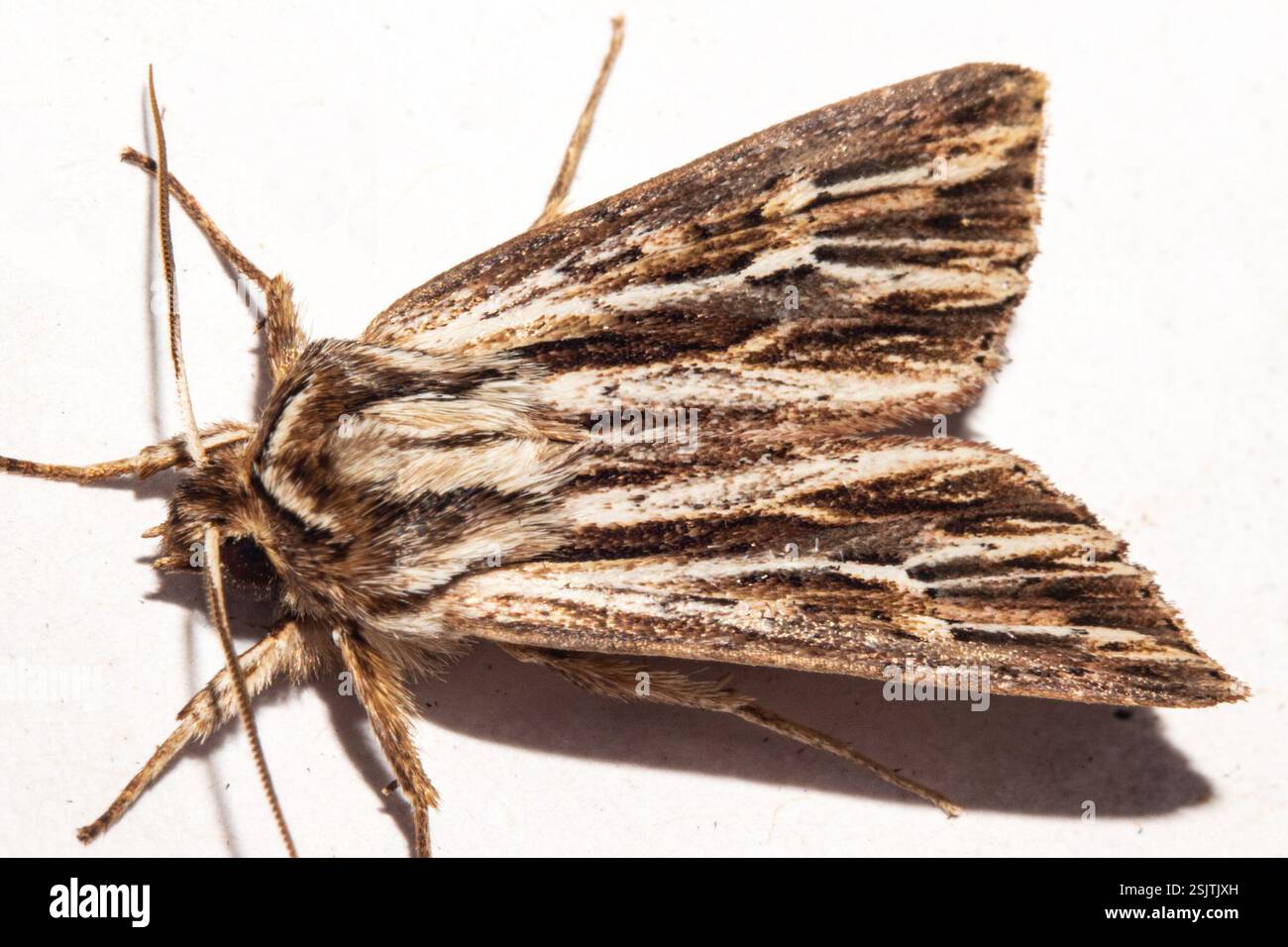 Chocolate Swamp Wainscot (Ichneutica similis), Insecta, Mount Hamilton ...
