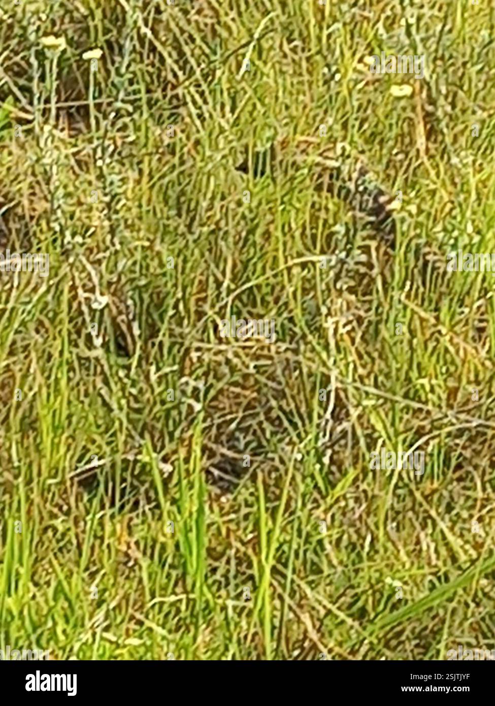 Rinkhals (Hemachatus haemachatus), Reptilia, Mkhomazi Wilderness area ...