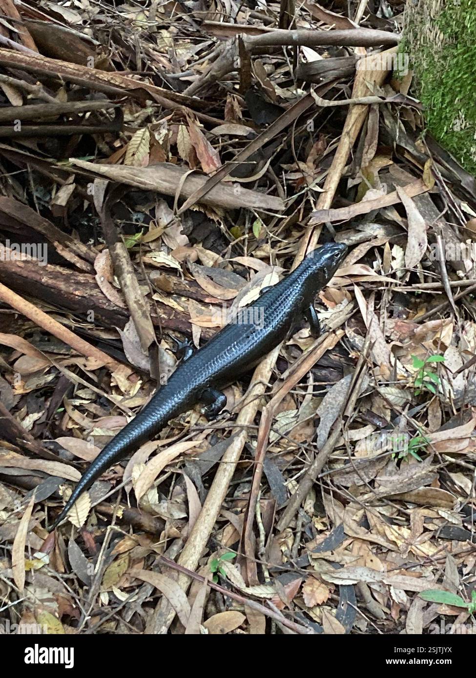 Land Mullet (Bellatorias major), Reptilia, Springbrook National Park ...