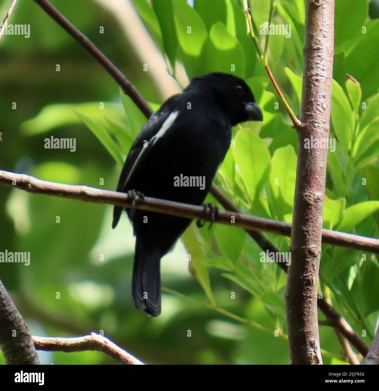 Cuban Bullfinch (Melopyrrha nigra), Aves, Pinar del Río, CU, The black ...