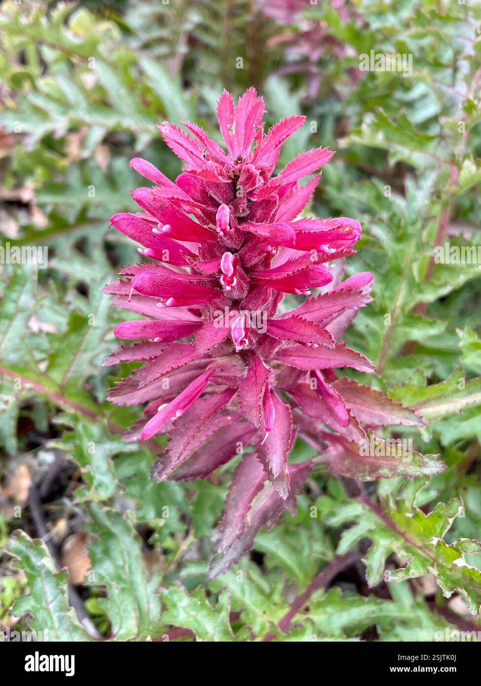 Warrior's Plume (Pedicularis densiflora), Plantae, Fort Ord National ...