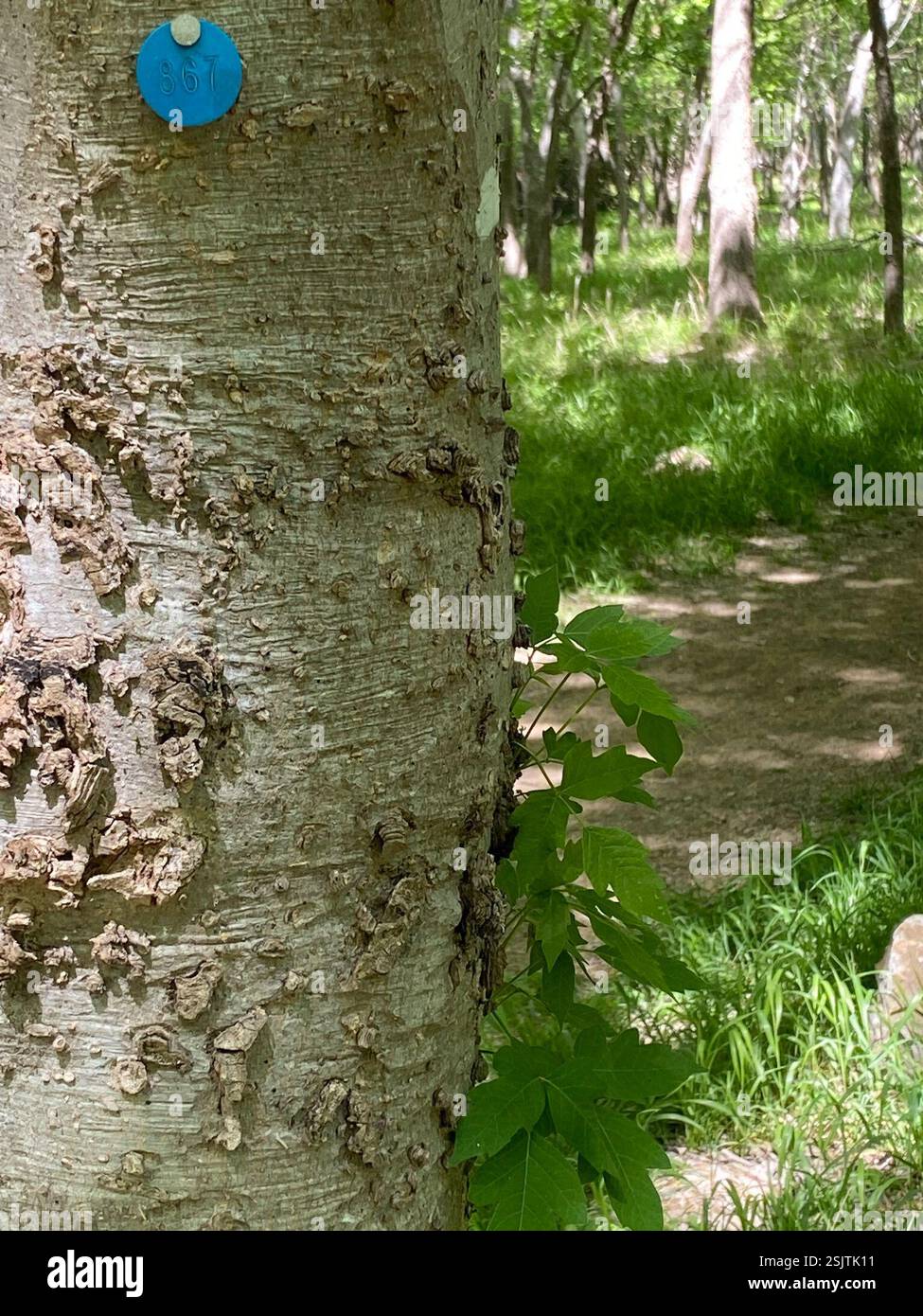 eastern poison ivy (Toxicodendron radicans), Plantae, Roy G. Guerrero Colorado River Metro Park ...