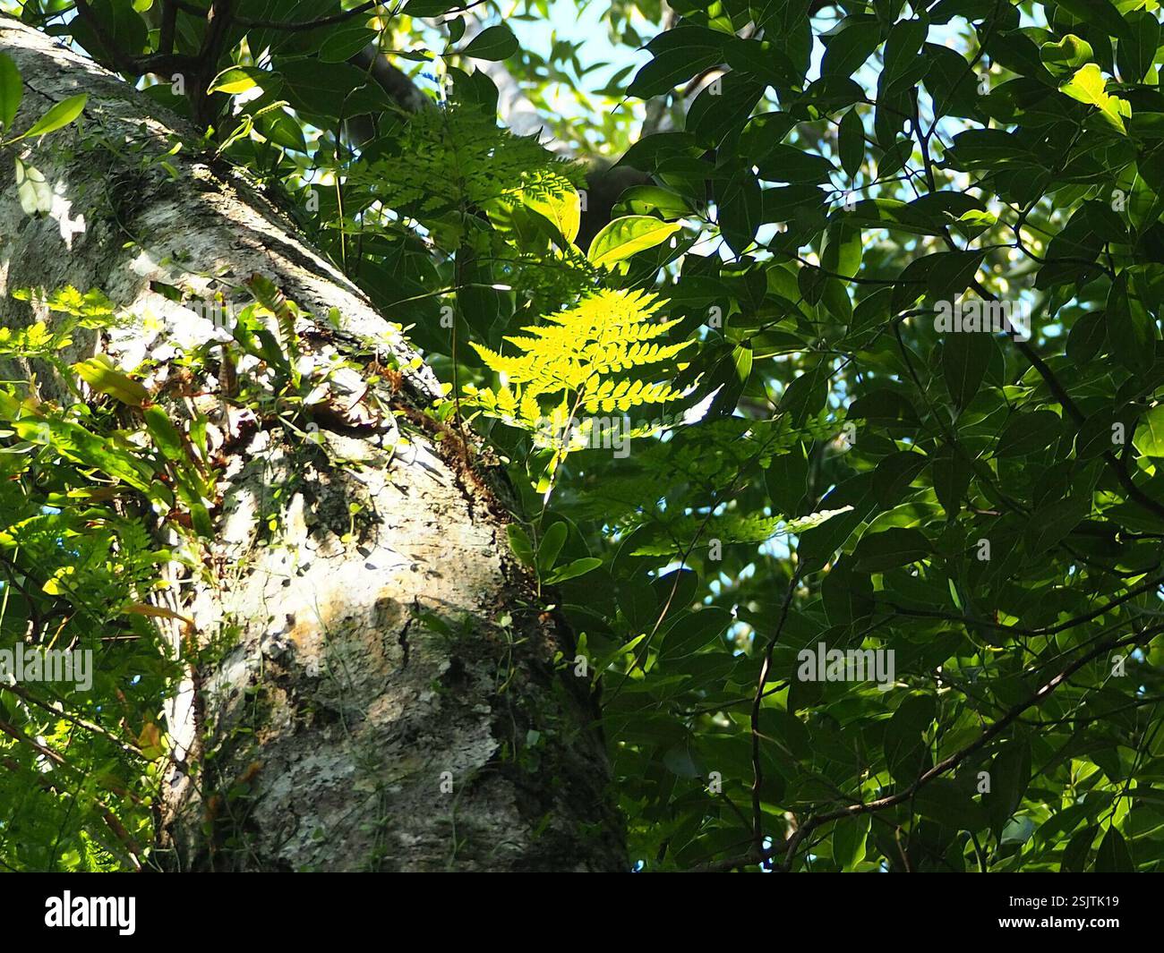 Black Rabbit's Foot Fern (Davallia trichomanoides), Plantae, 台灣新北市 ...