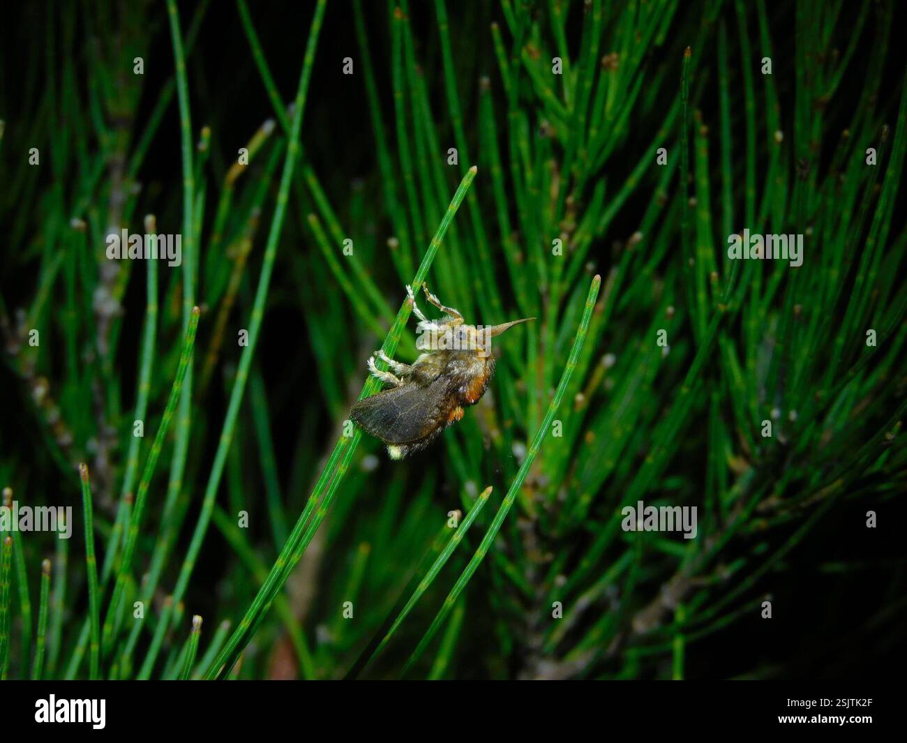 Painted Cup Moth (Doratifera oxleyi), Insecta, Hobart TAS, Australia ...