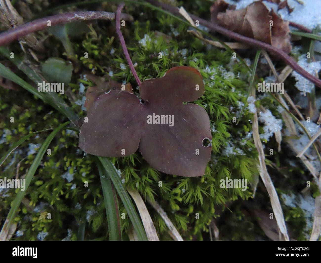 round-lobed hepatica (Hepatica americana), Plantae, Dane, Wisconsin ...