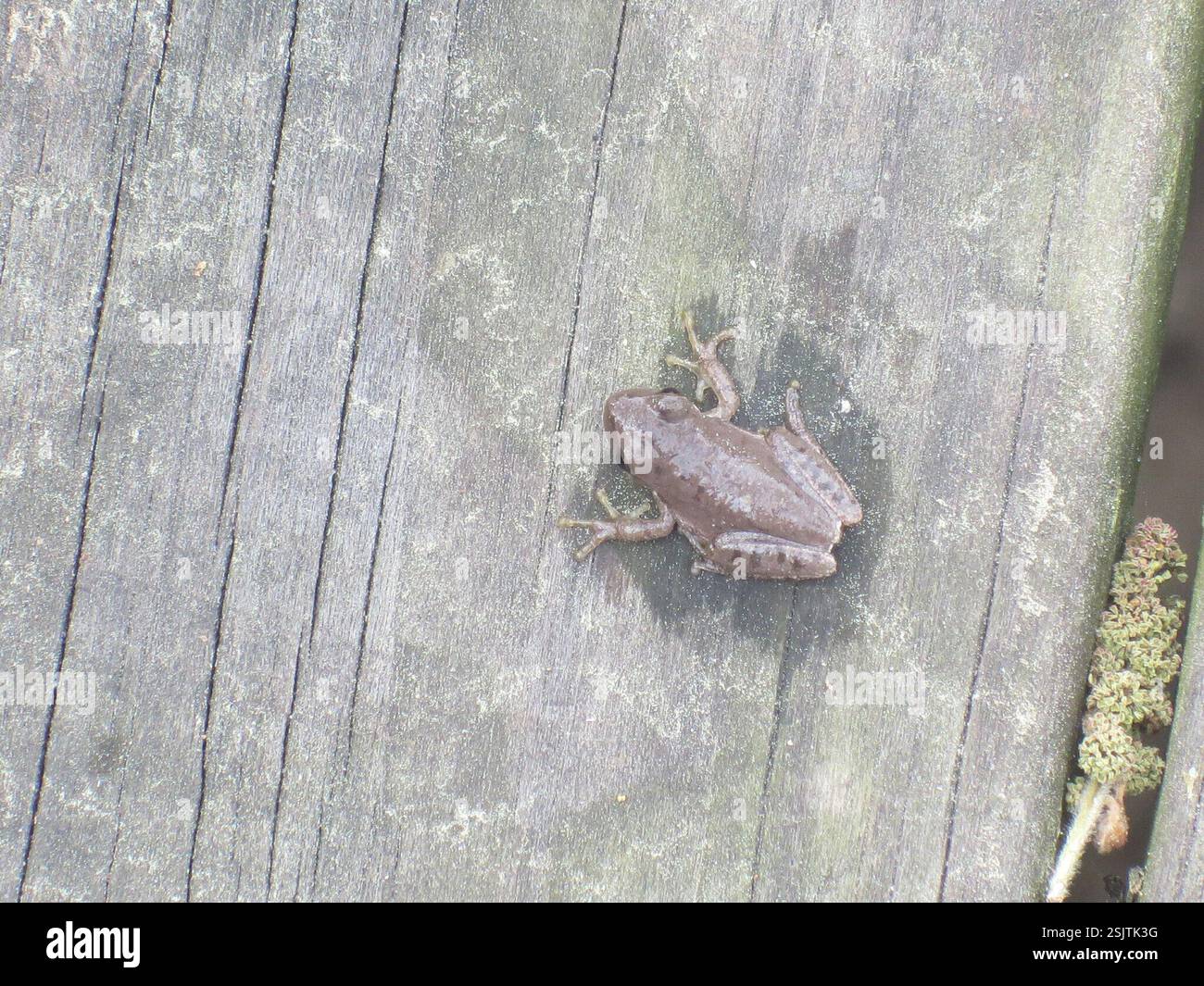 Squirrel Treefrog (Hyla squirella), Amphibia, Windsor Forest, Savannah ...