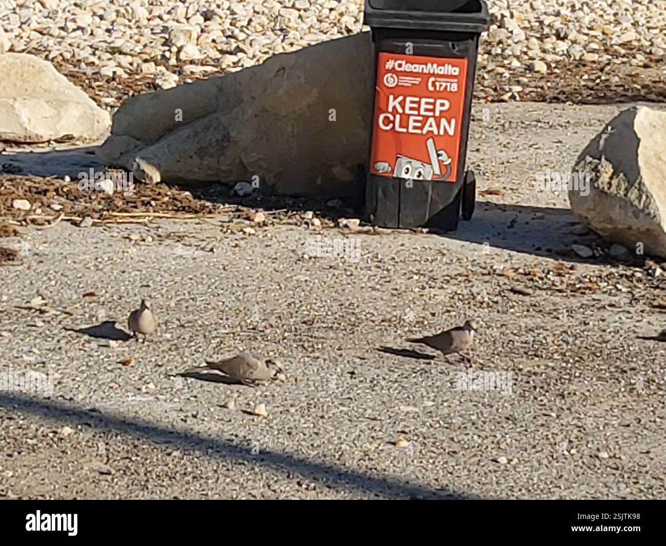 Eurasian Collared-Dove (Streptopelia decaocto), Aves, Palazzo Santa ...