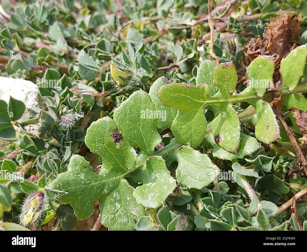 edible bird's-foot-trefoil (Lotus edulis), Plantae, X9W7+6QG, Mellieħa ...