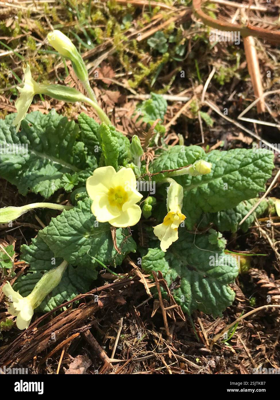 Primrose (Primula vulgaris), Plantae, A4107, Port Talbot, Wales, GB ...