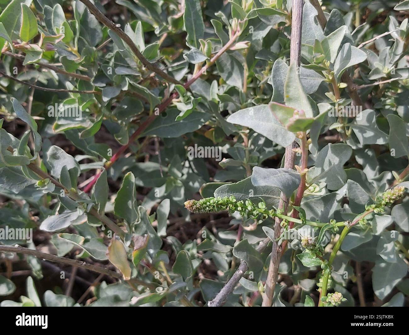 Mediterranean Saltbush (Atriplex halimus), Plantae, L-Armier, Mellieħa ...