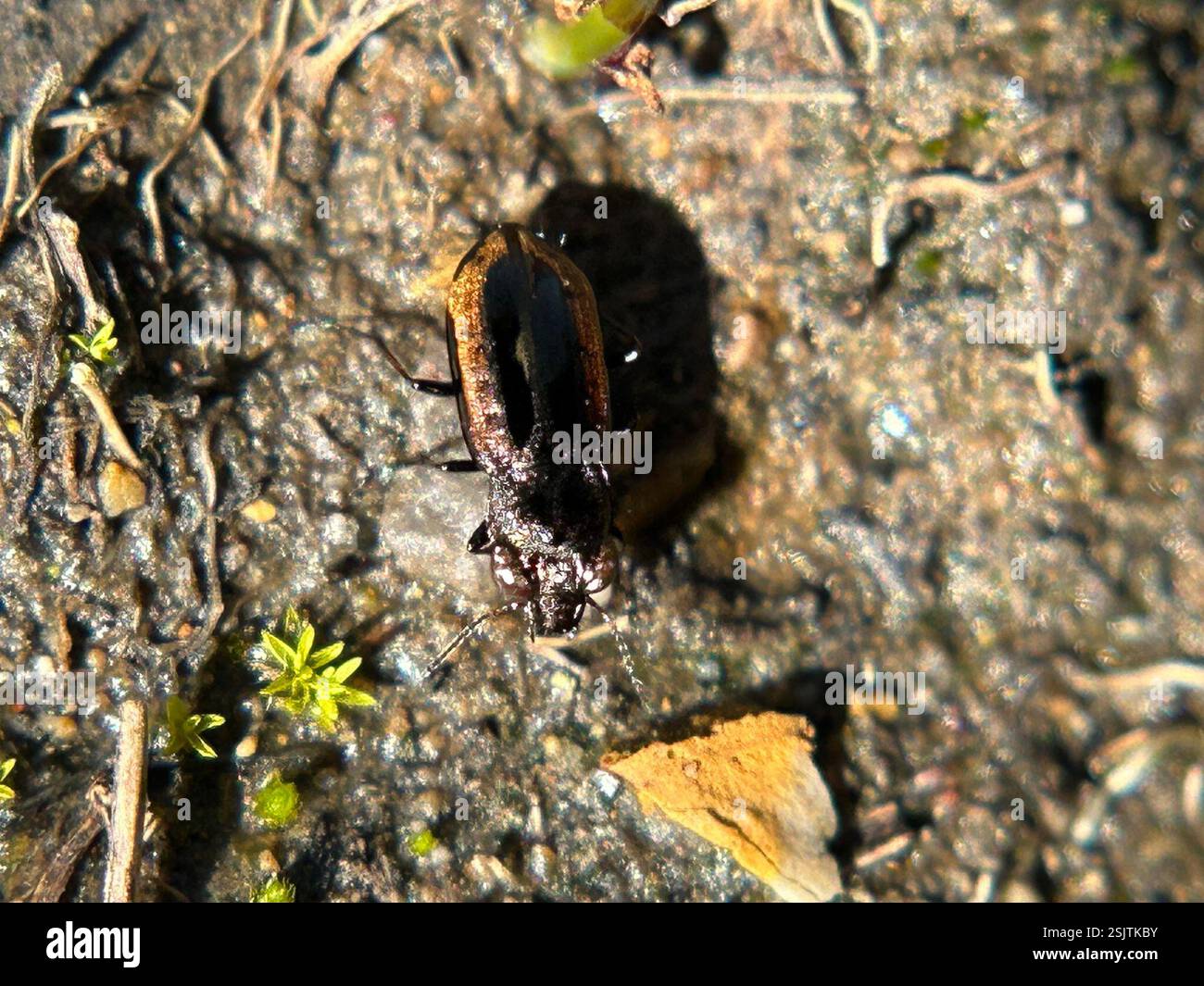 (Notiophilus semiopacus), Insecta, Monaña de Oro State Park, Los Osos ...