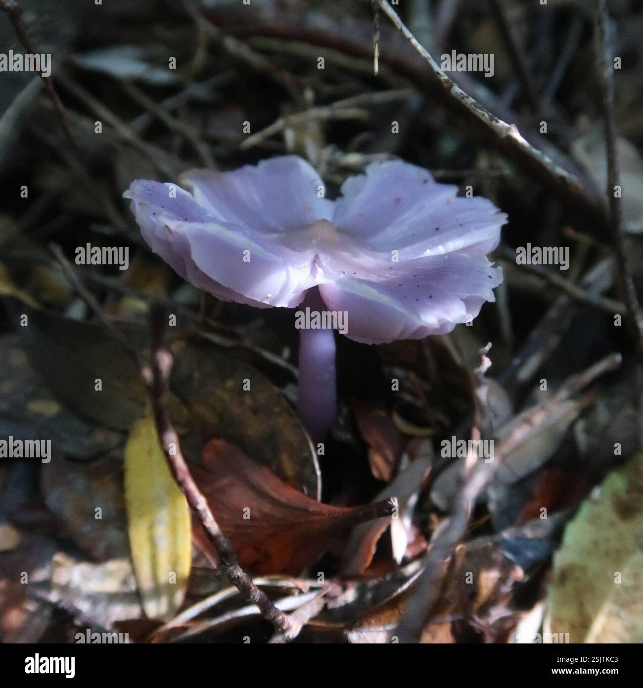 mauve splitting waxcap (Porpolomopsis lewelliniae), Fungi, Winterbrook ...