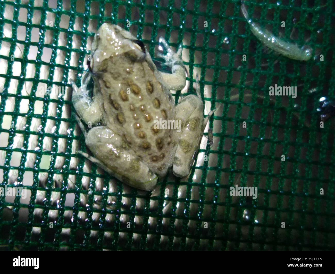 Mediterranean Painted Frog (Discoglossus pictus), Amphibia, 34570 Saint ...