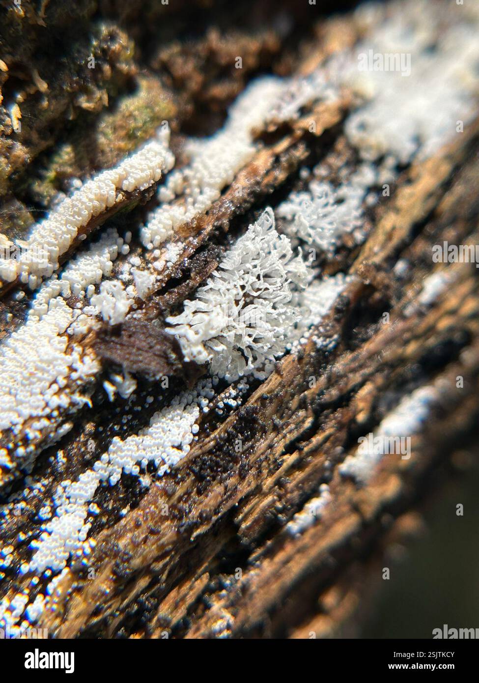 Common Coral Slime (Ceratiomyxa fruticulosa), Protozoa, Monaña de Oro ...