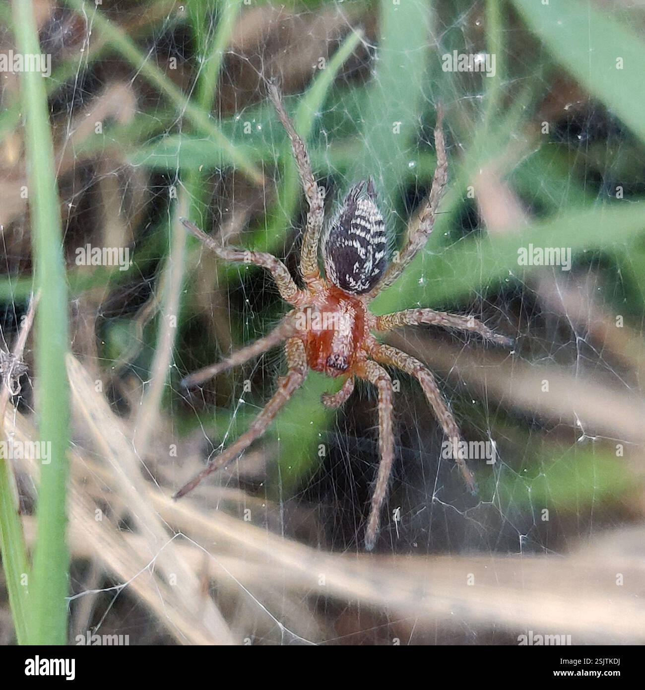 Labyrinth spider (Agelena labyrinthica), Arachnida, Lyndhurst, UK Stock ...