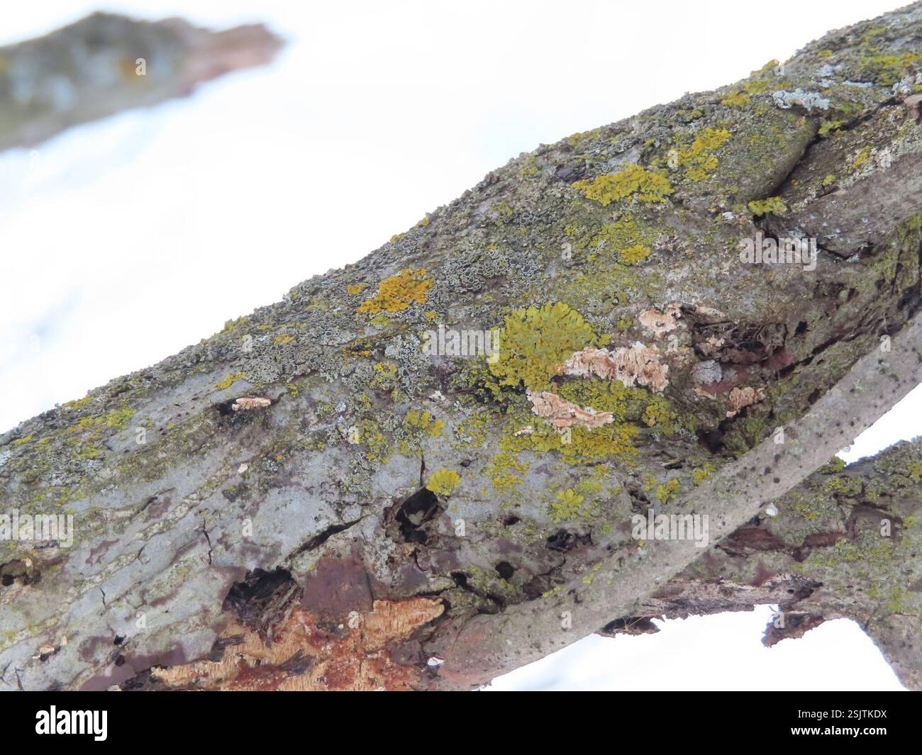 common lichens (Lecanoromycetes), Fungi, Dane, Wisconsin, United States ...
