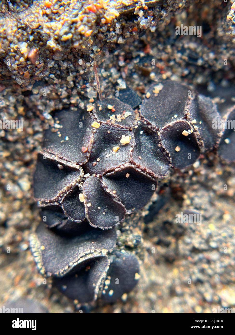 Operculate Ascomycetes (Pezizomycetes), Fungi, Pecho Valley Rd, Los ...