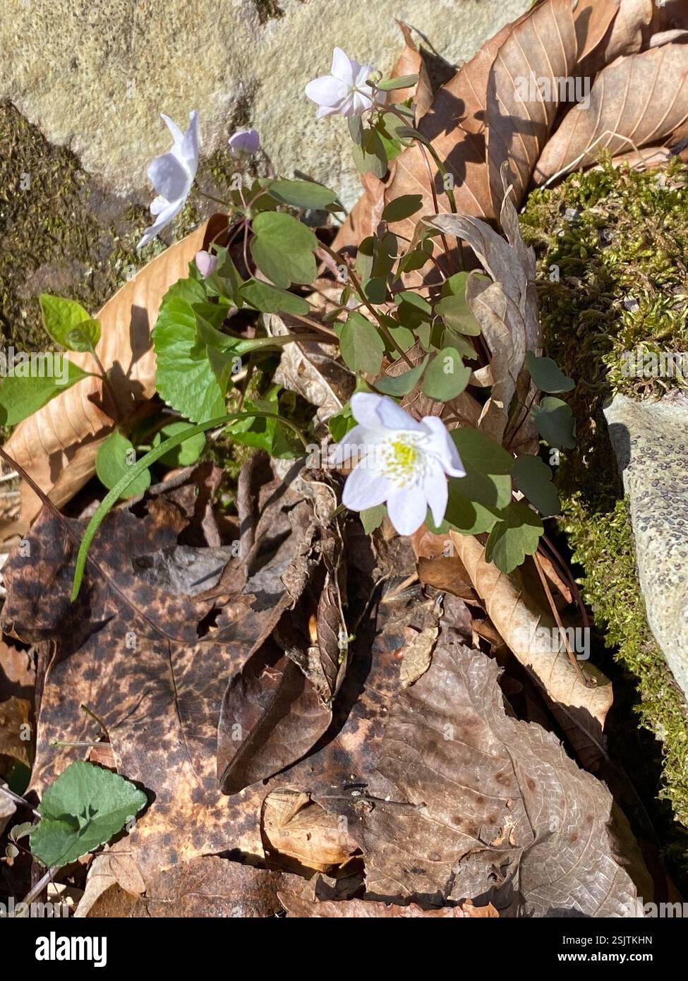 rue anemone (Thalictrum thalictroides), Plantae, Buffalo National River ...