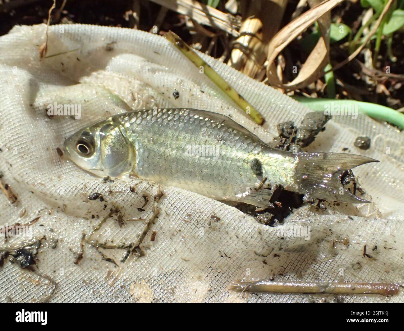 Japanese Silver Crucian Carp (Carassius langsdorfii), Actinopterygii ...