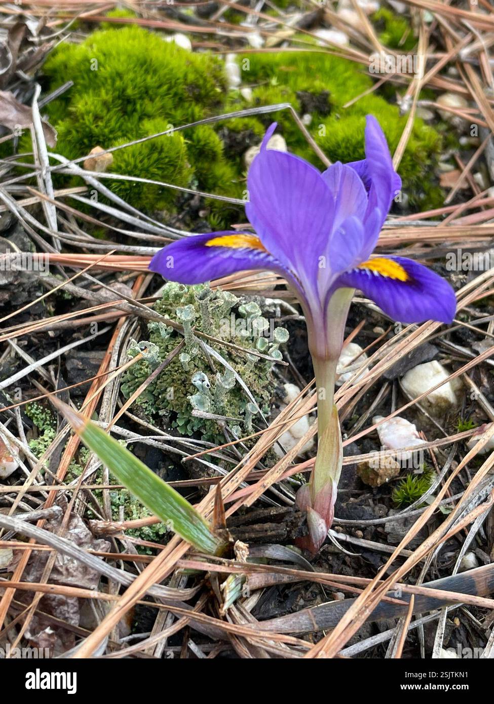 Sandhill Dwarf Iris (Iris verna verna), Plantae, Mills Rd, Polkton, NC ...