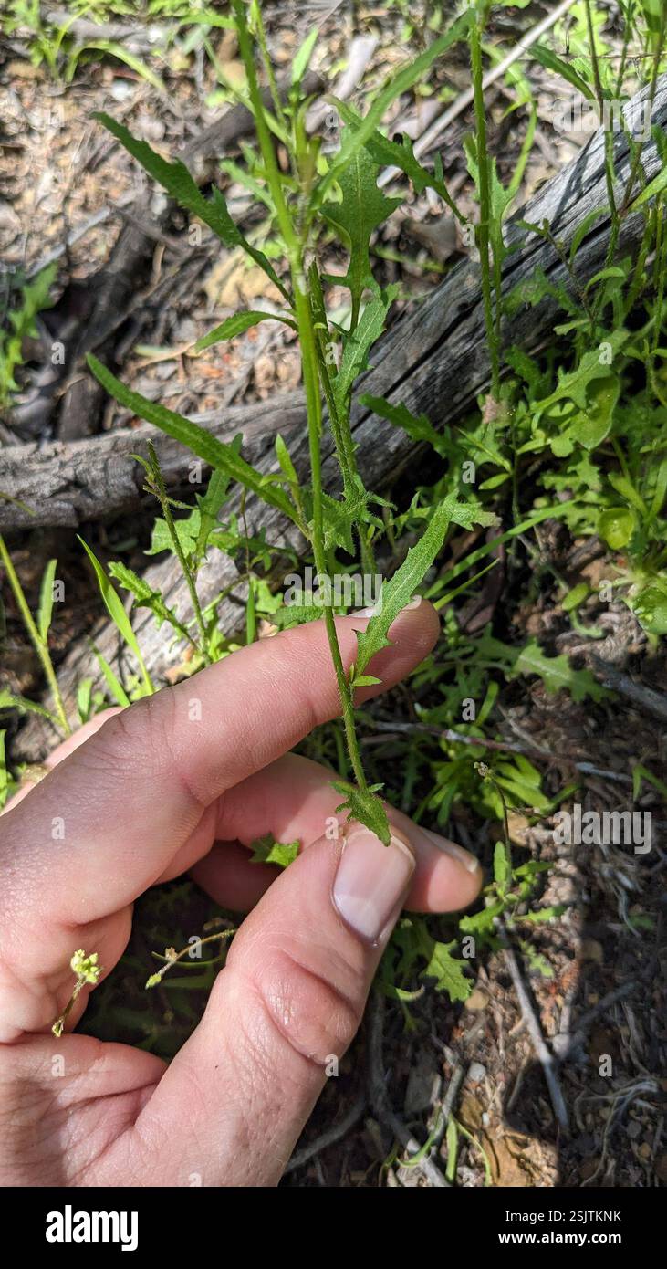 California mustard (Caulanthus lasiophyllus), Plantae, Los Angeles, CA ...