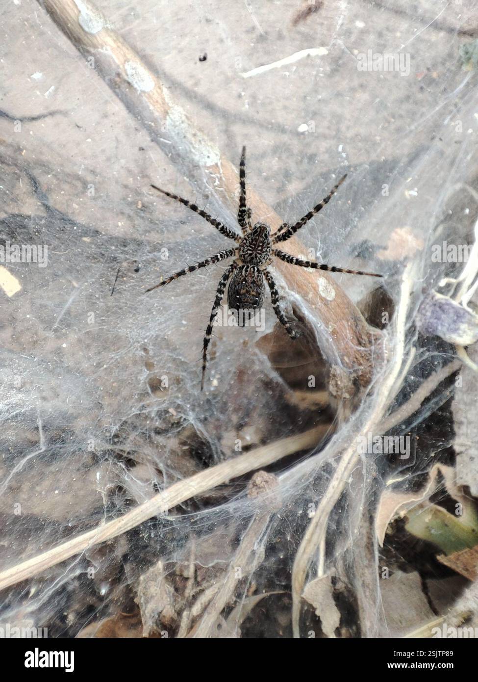 Funnel-web Wolf Spiders (Hippasa), Arachnida, Alanallur, Kerala 678601 ...