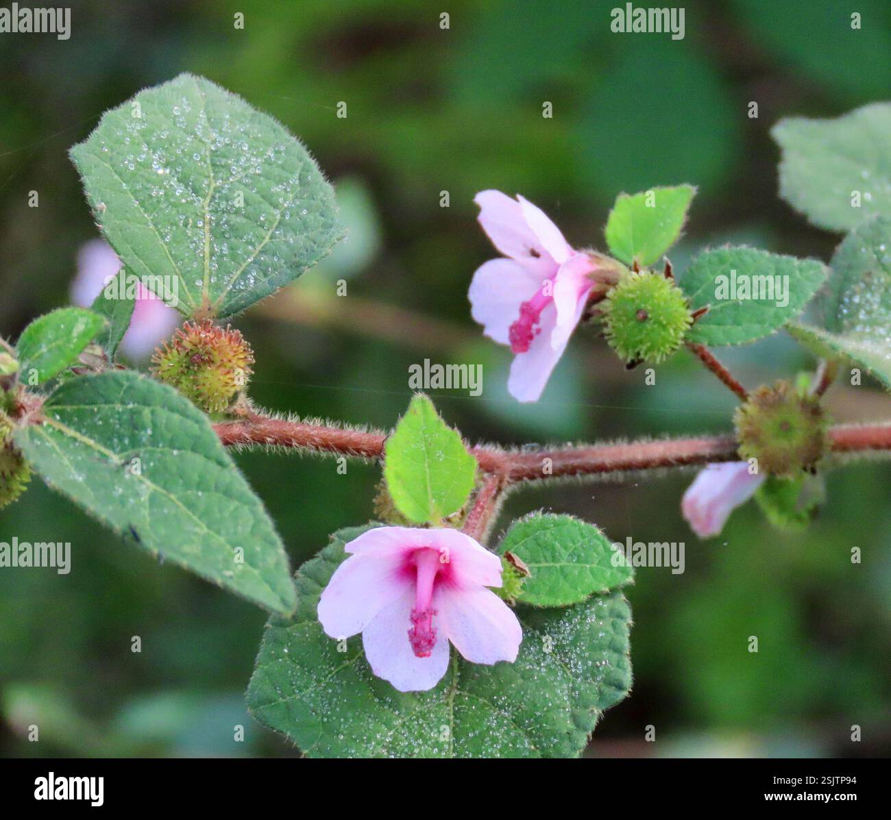 Caesar weed (Urena lobata), Plantae, Carretera Central de Montaña ...