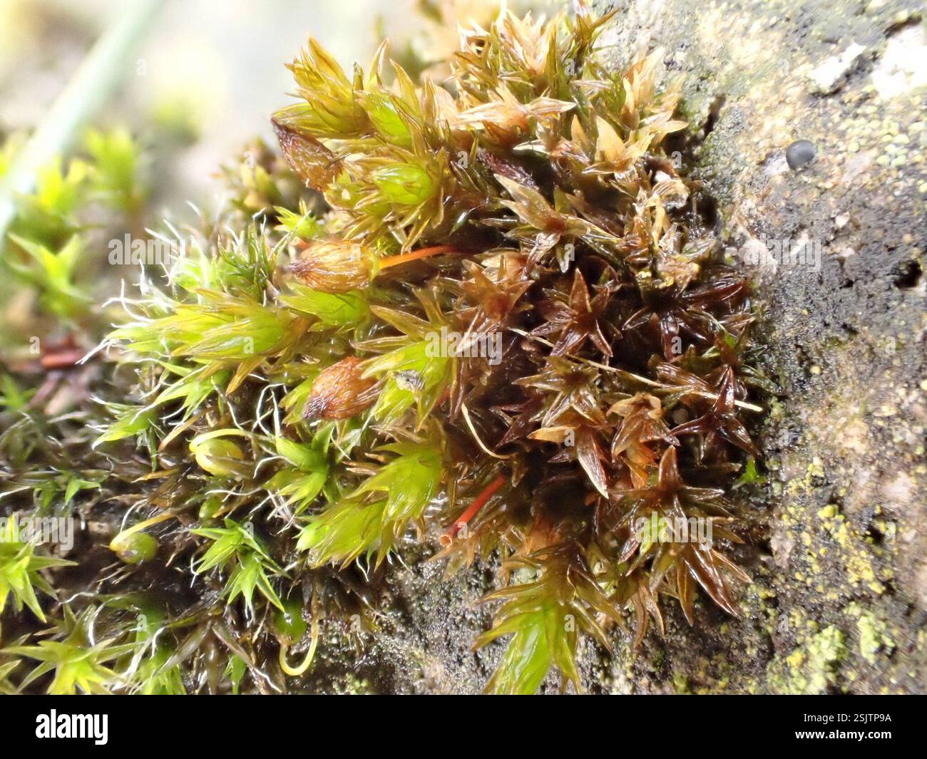 Anomalous Bristle-moss (Orthotrichum anomalum), Plantae, Nationaal Park ...