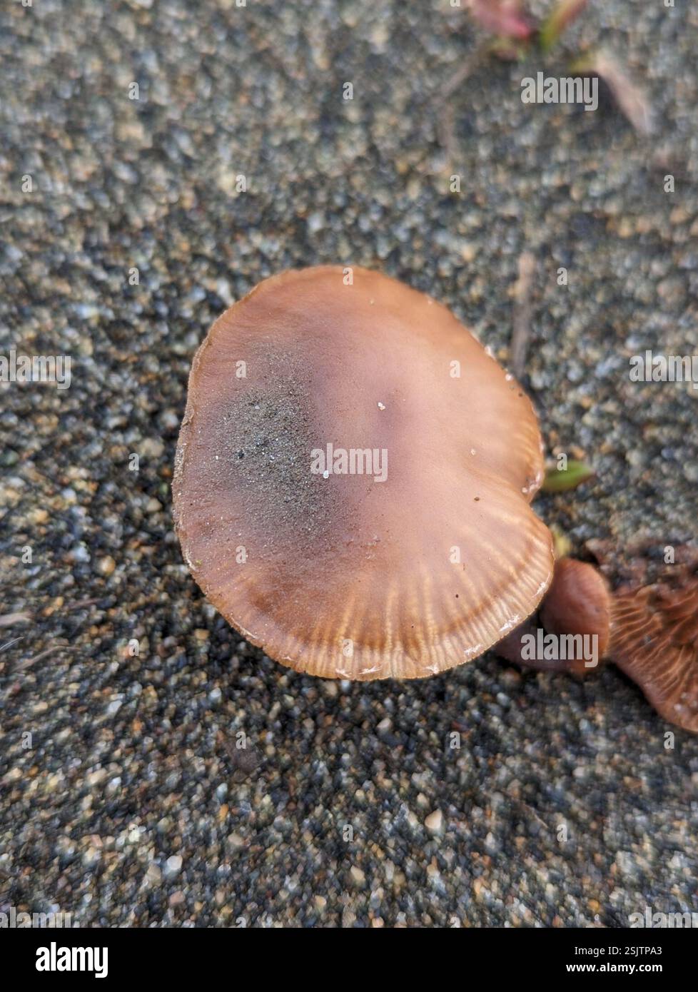 Beach Brittlestem (Psathyrella ammophila), Fungi, Richmond, BC, Canada ...