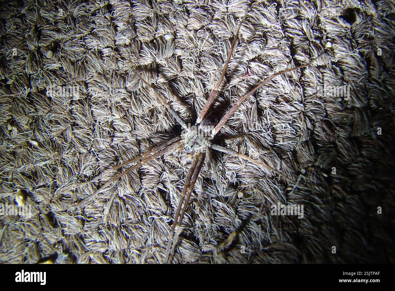 Prowling Spiders (Miturgidae), Arachnida, 62 Railway Parade, Wentworth ...