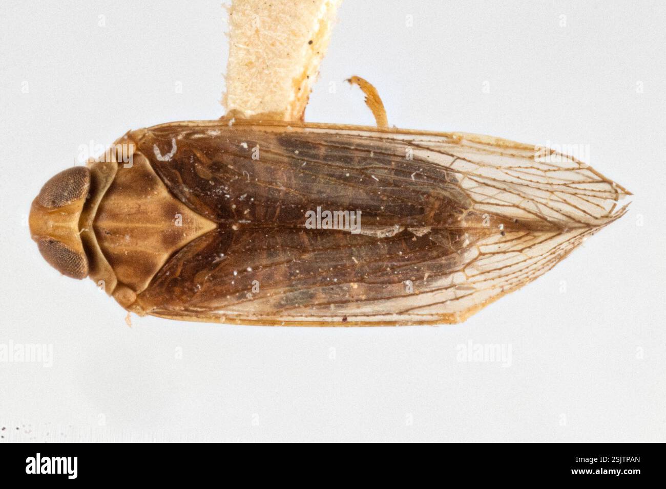 (Haplaxius serratus), Insecta, Orizaba, Ver., Mexico, This is a ...