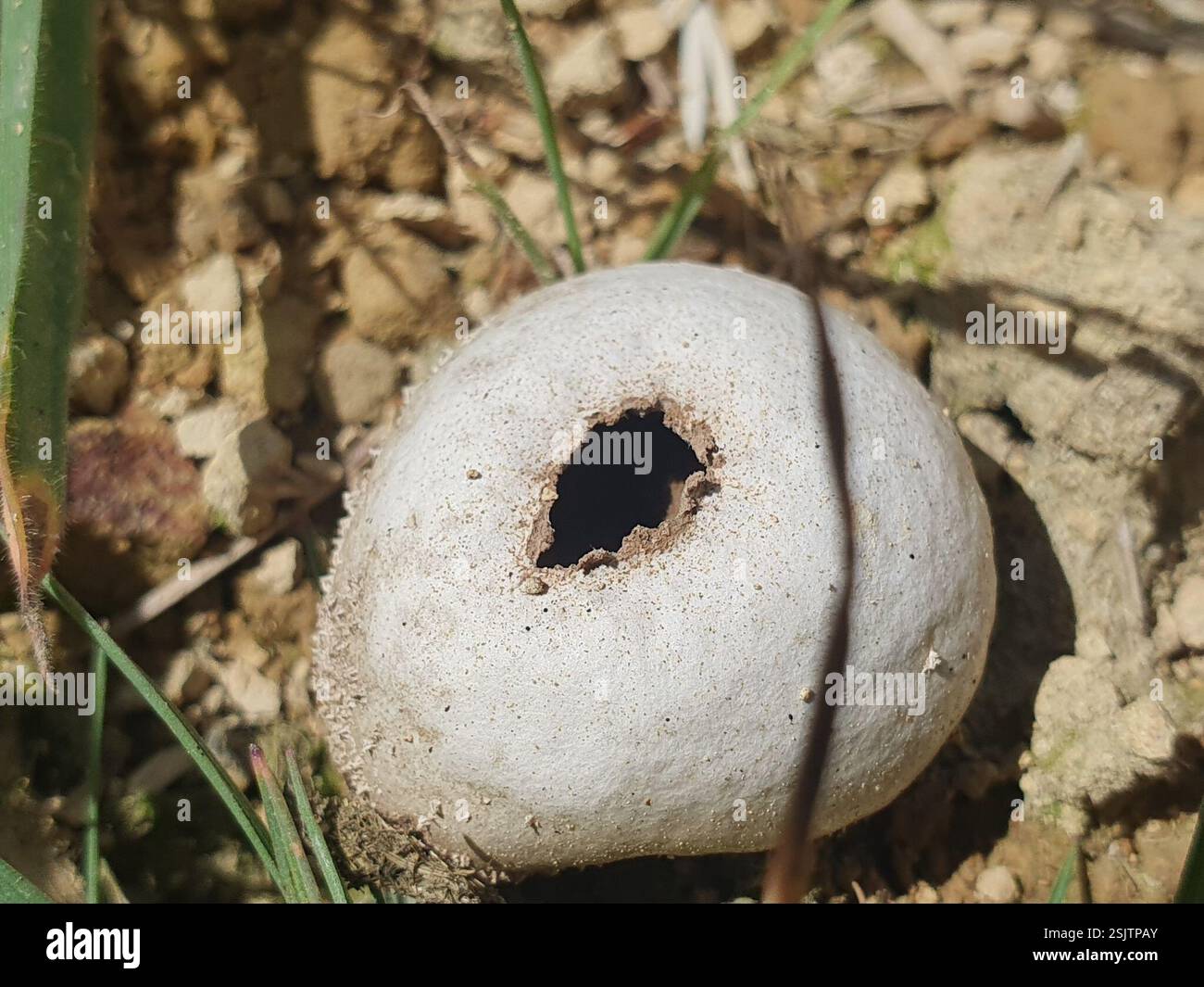 puffballs (Lycoperdaceae), Fungi, Wellington, NZ-WG, NZ Stock Photo - Alamy