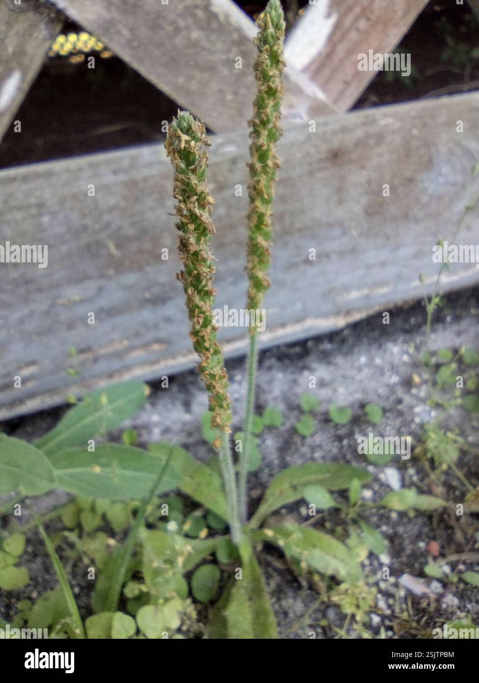 dwarf plantain (Plantago virginica), Plantae, Palm Coast, FL 32137, USA ...