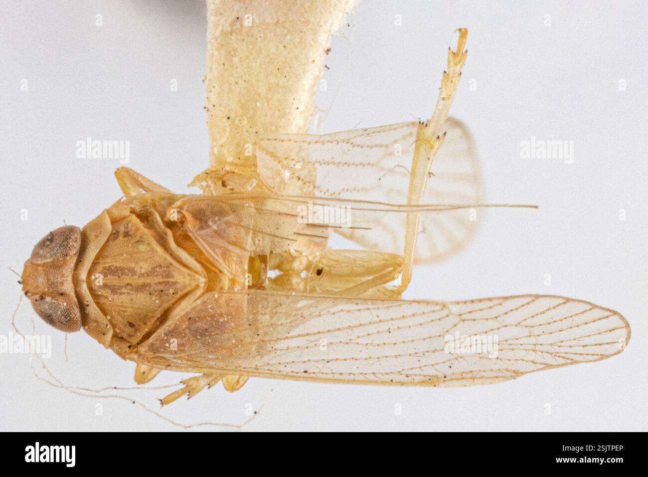 (Haplaxius simplicatus), Insecta, San Salvador, El Salvador, Photos ...