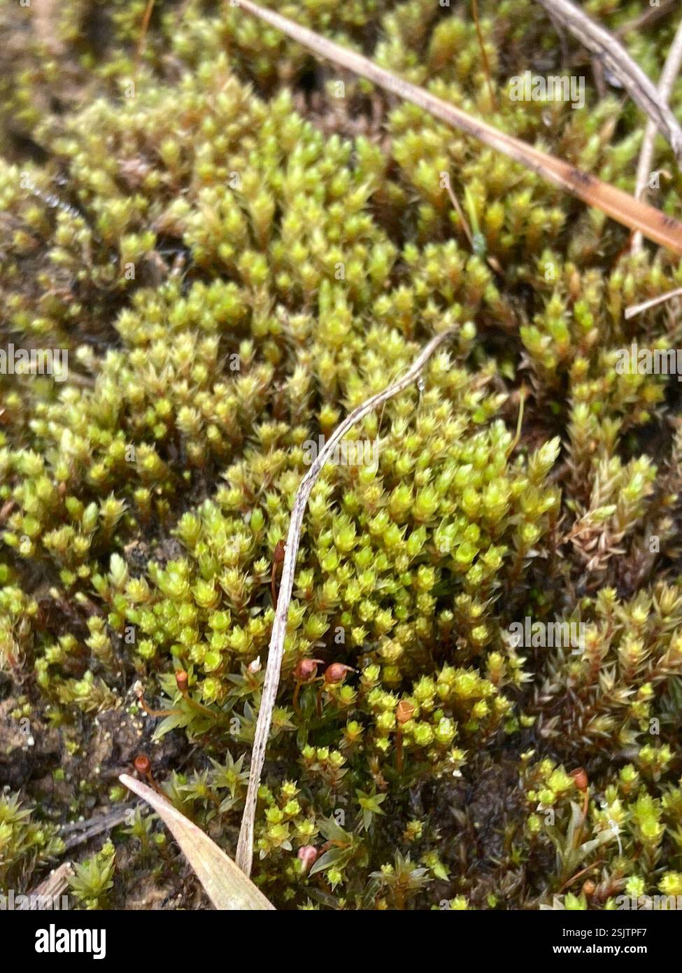Long-leaved Thread Moss (Ptychostomum pseudotriquetrum), Plantae ...