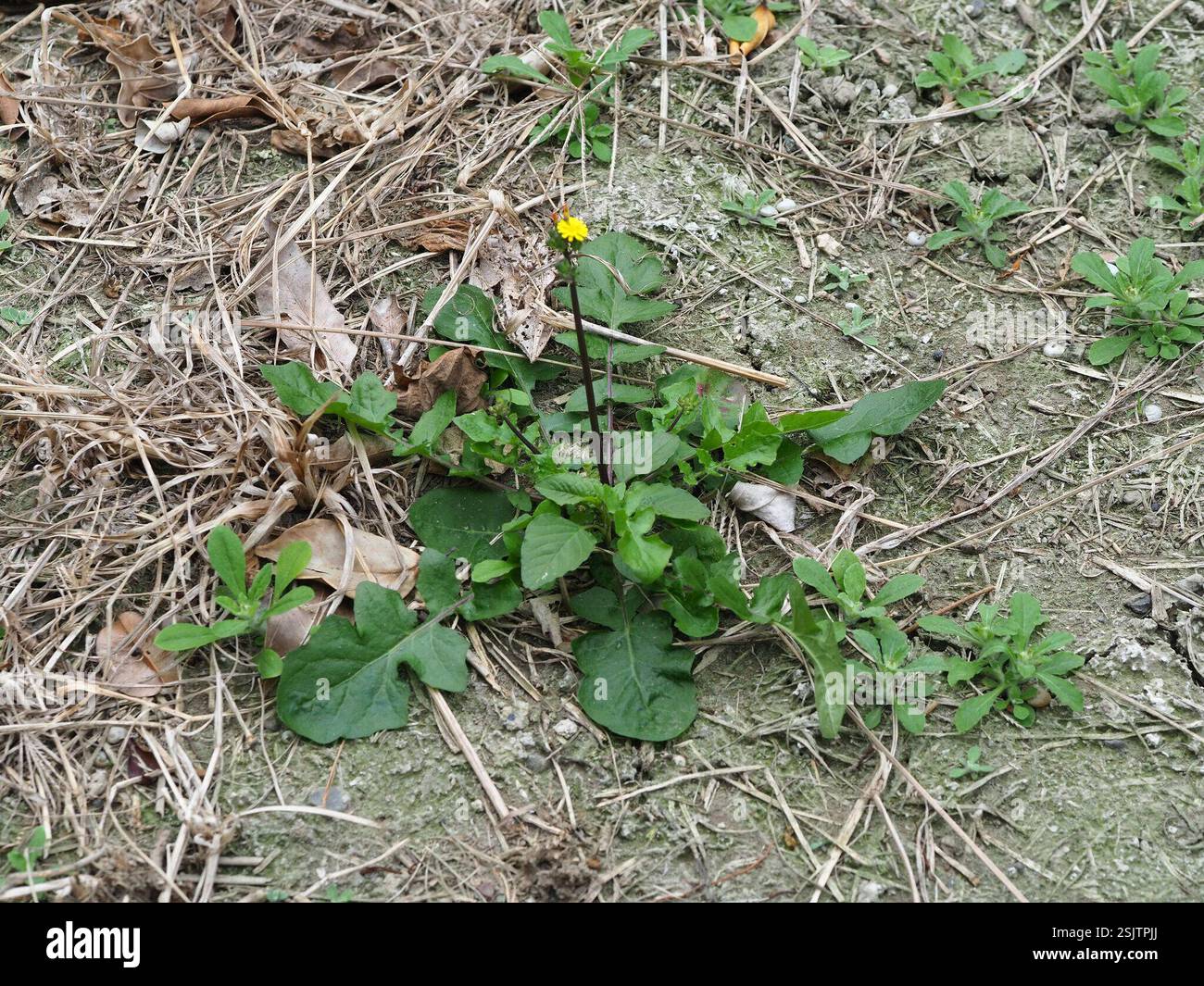 Oriental false hawksbeard (Youngia japonica), Plantae, 台灣雲林縣 Stock ...