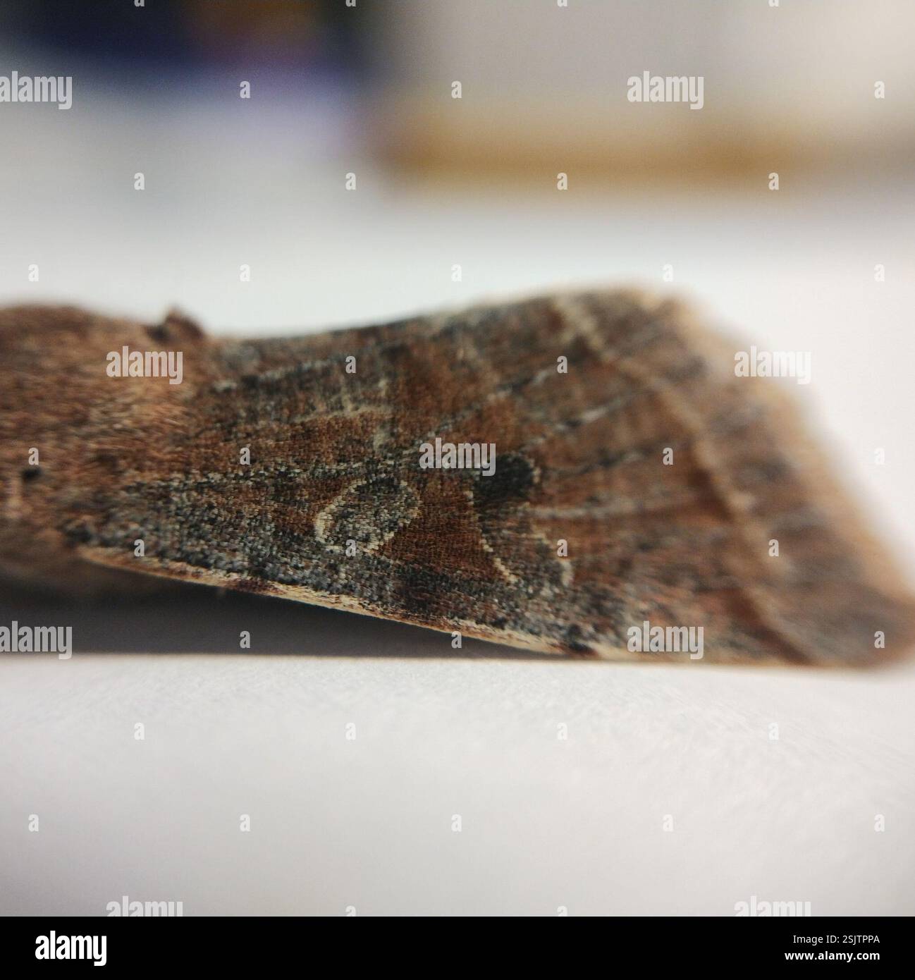 Clouded Drab (Orthosia incerta), Insecta, Kosanin dol, Pancharevo, Bulgaria Stock Photo - Alamy