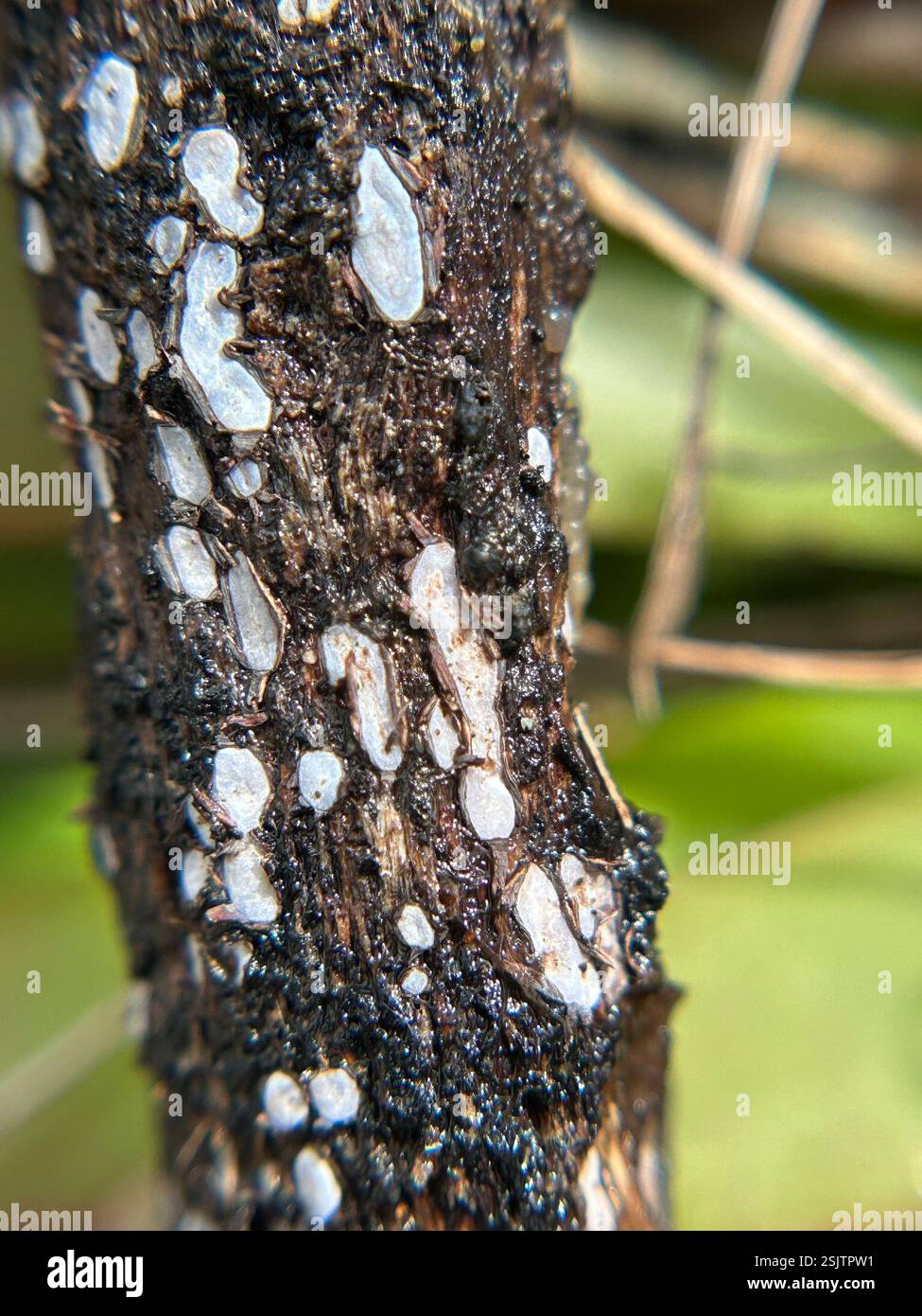 (Propolis), Fungi, Pecho Rd, Los Osos, CA, US Stock Photo - Alamy