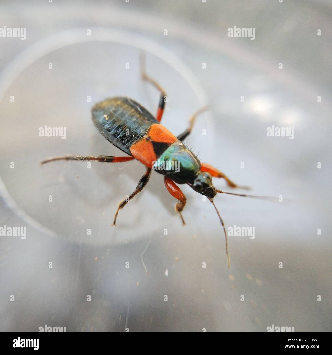 (Prostemma aeneicolle), Insecta, 1137 Pancharevo, Bulgaria Stock Photo ...