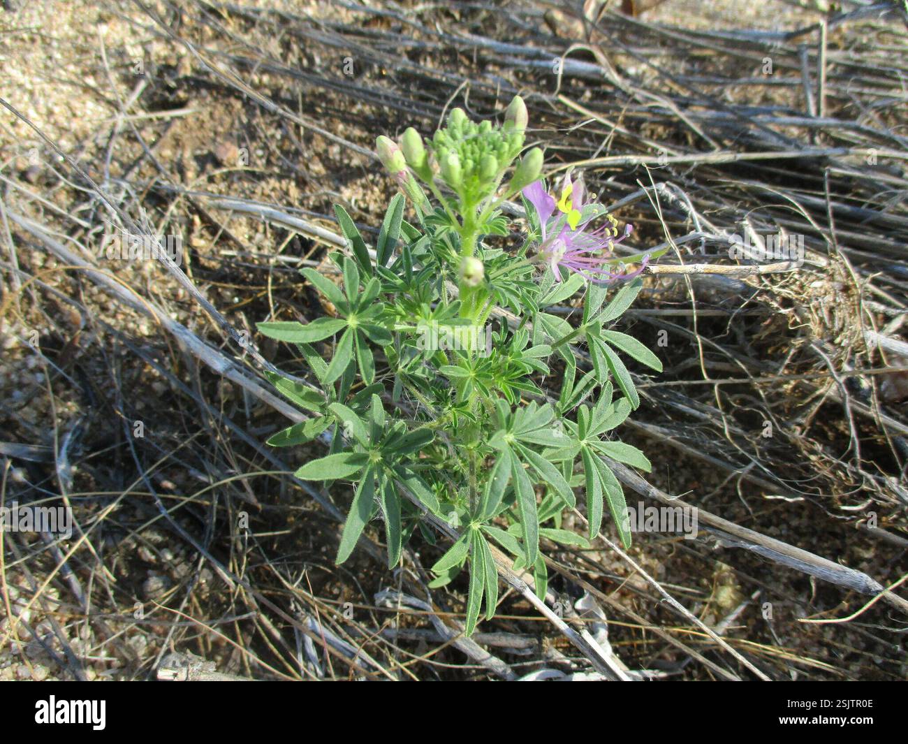 Elegant Spindlepod (Cleome elegantissima), Plantae, Erongo Region ...