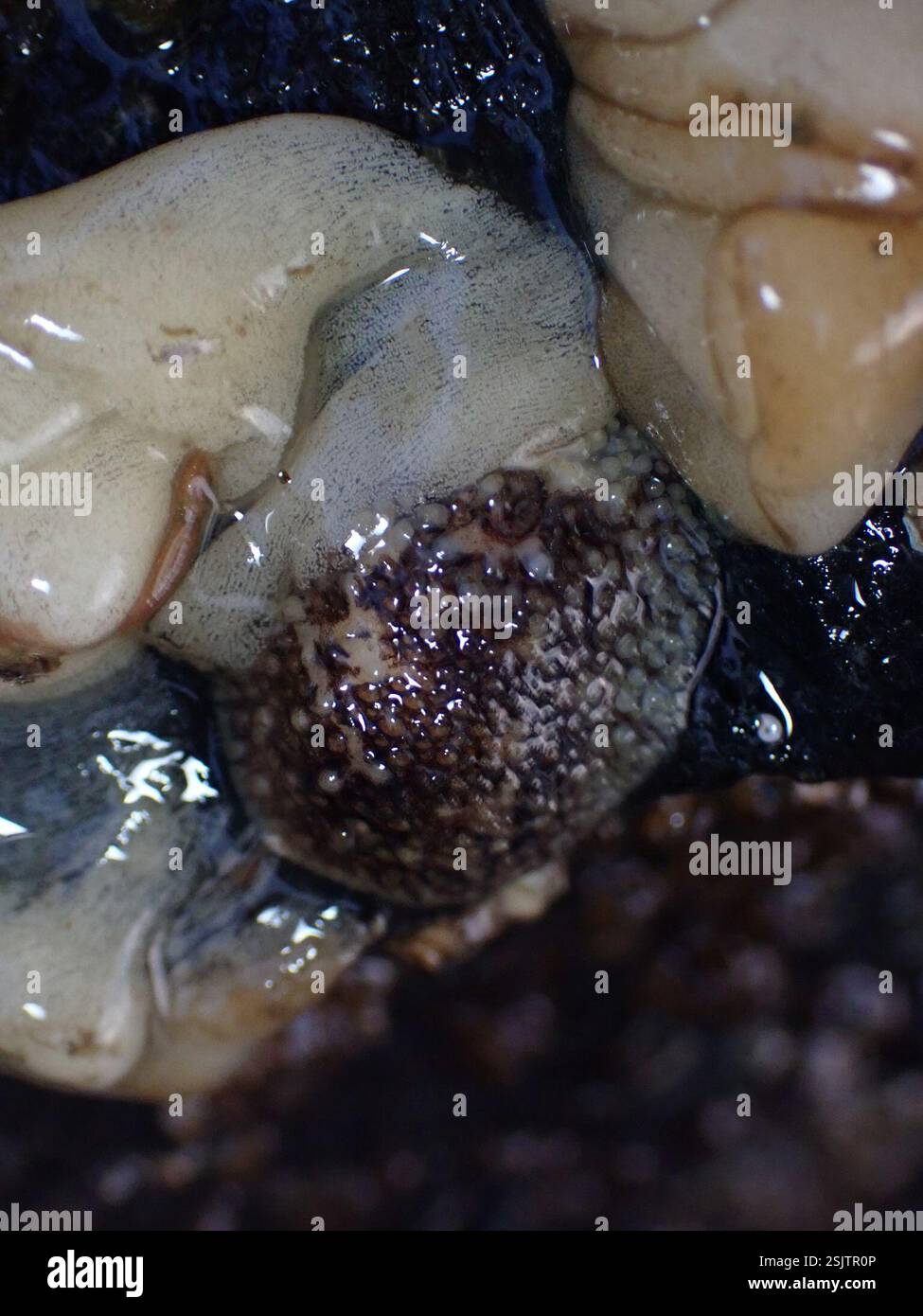 barnacle-eating dorid (Onchidoris bilamellata), Mollusca, Oak Bay, BC ...