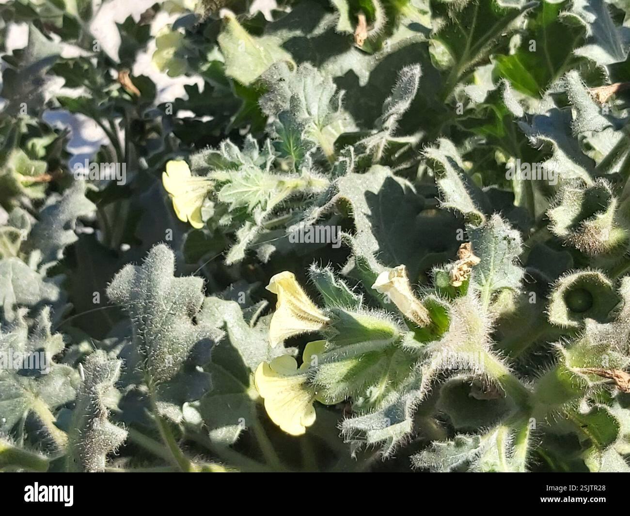 white henbane (Hyoscyamus albus), Plantae, Imgerbeb, Valletta, Malta ...