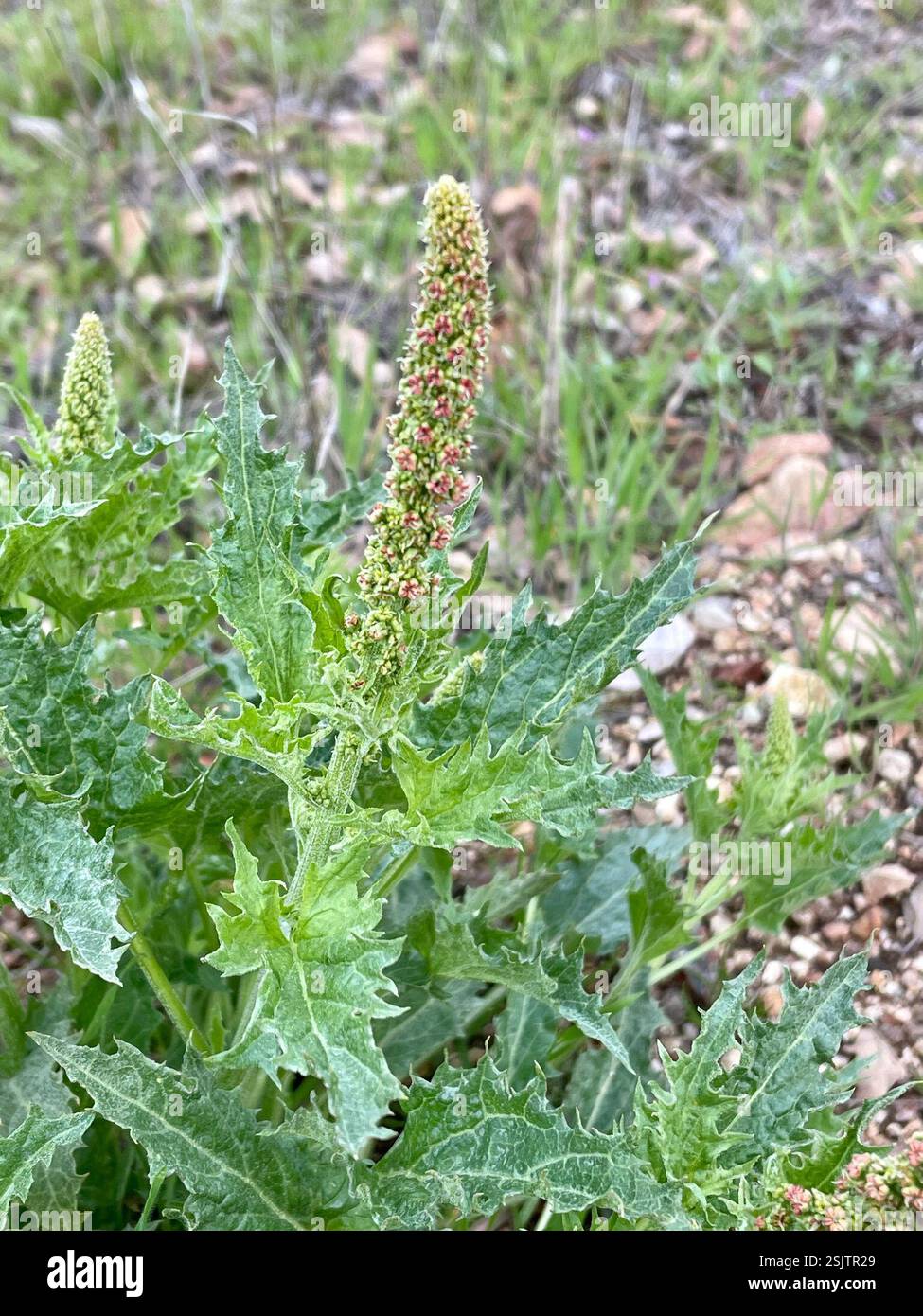 California Goosefoot (Blitum californicum), Plantae, Pinnacles National ...