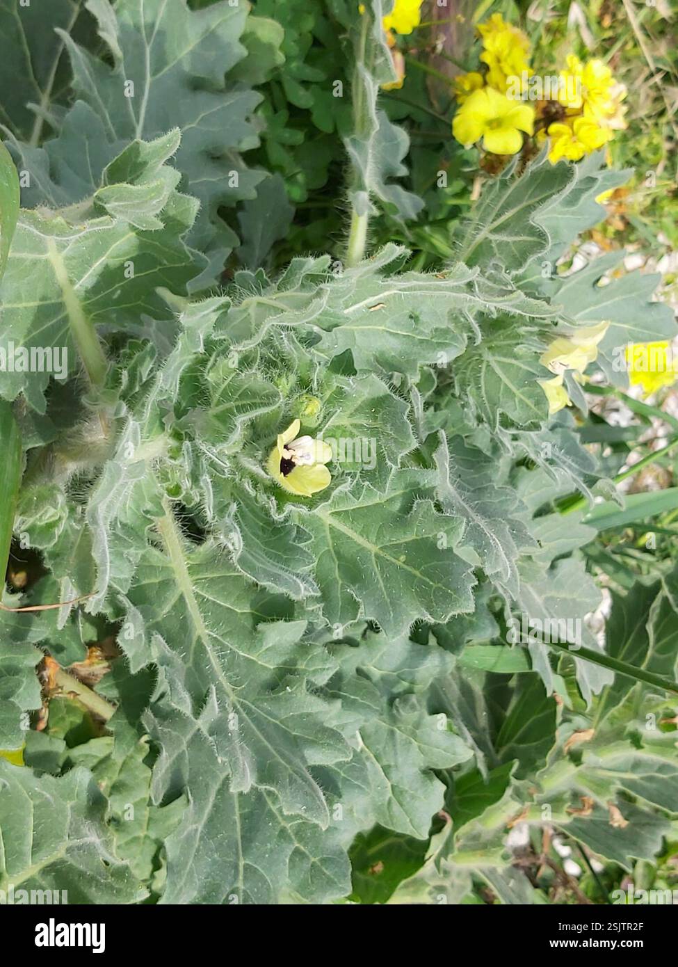 white henbane (Hyoscyamus albus), Plantae, X9W7+6QG, Mellieħa, Malta ...