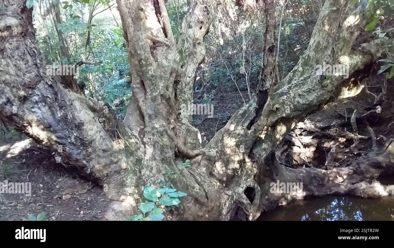 Pūriri (Vitex lucens), Plantae, Army Bay, Auckland 0930, New Zealand ...