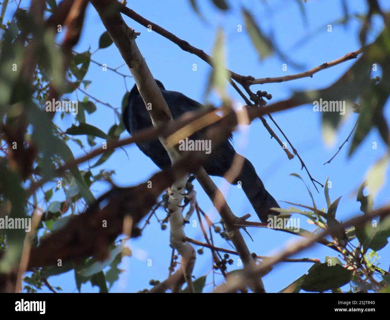 Great-tailed Grackle (Quiscalus mexicanus), Aves, 22430 Tijuana, Baja ...
