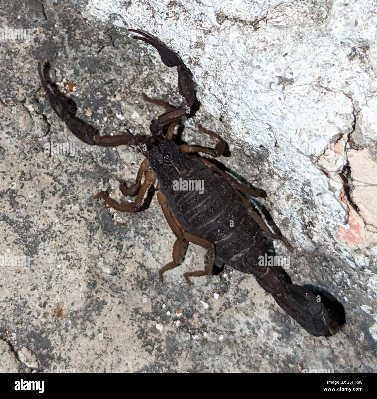 Slender Brown Scorpion (Centruroides gracilis), Arachnida, Colonia ...