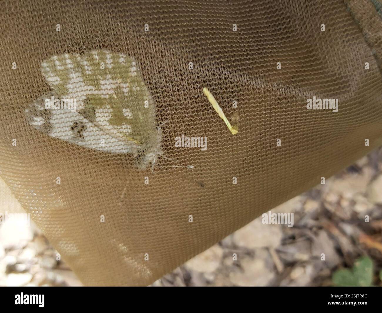 Eastern Bath White (Pontia edusa), Insecta, Riserva, Mellieħa, Malta ...