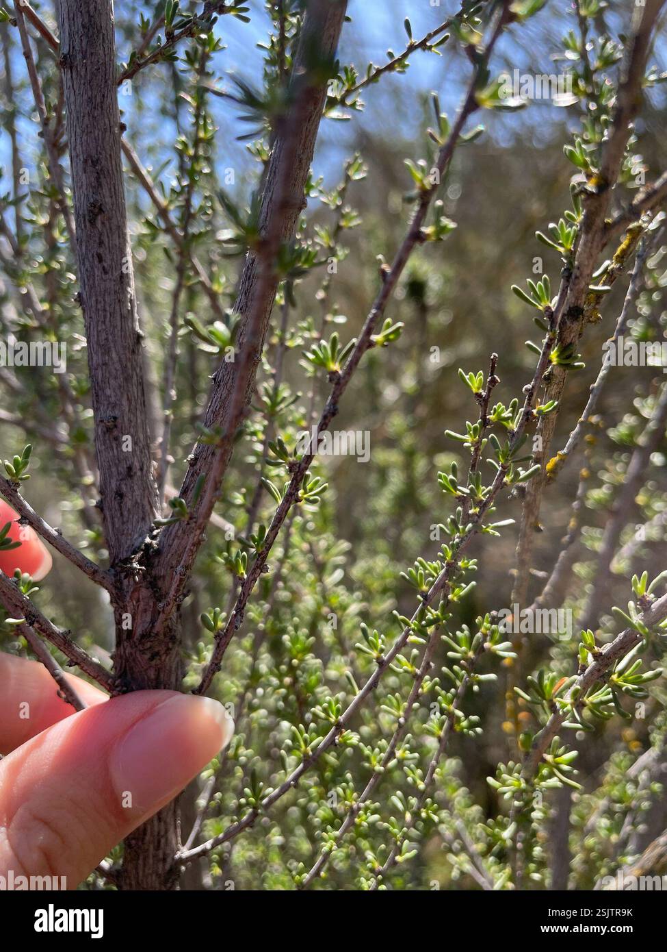 chamise (Adenostoma fasciculatum), Plantae, Pinnacles National Park ...